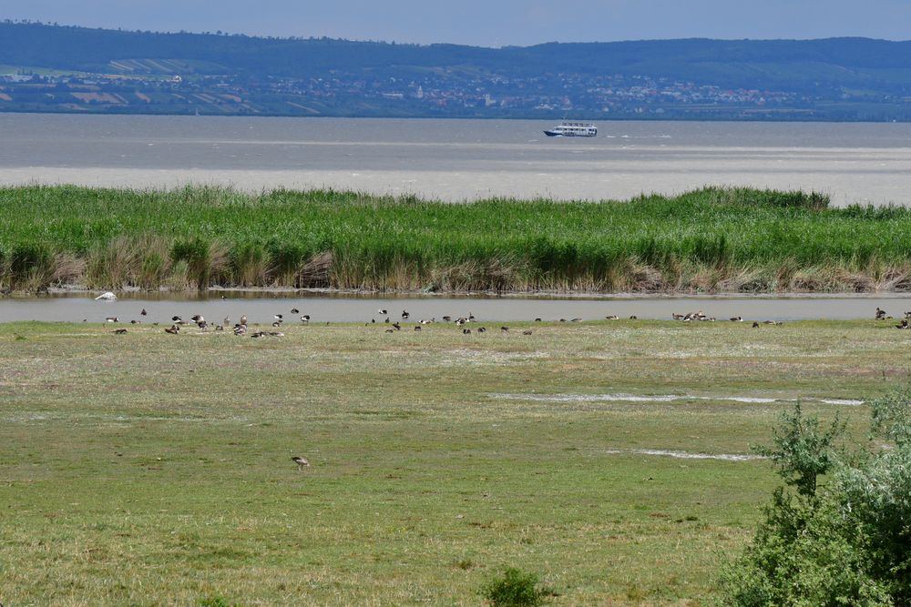 Steppe Foto & Bild | europe, Österreich, burgenland Bilder auf ...