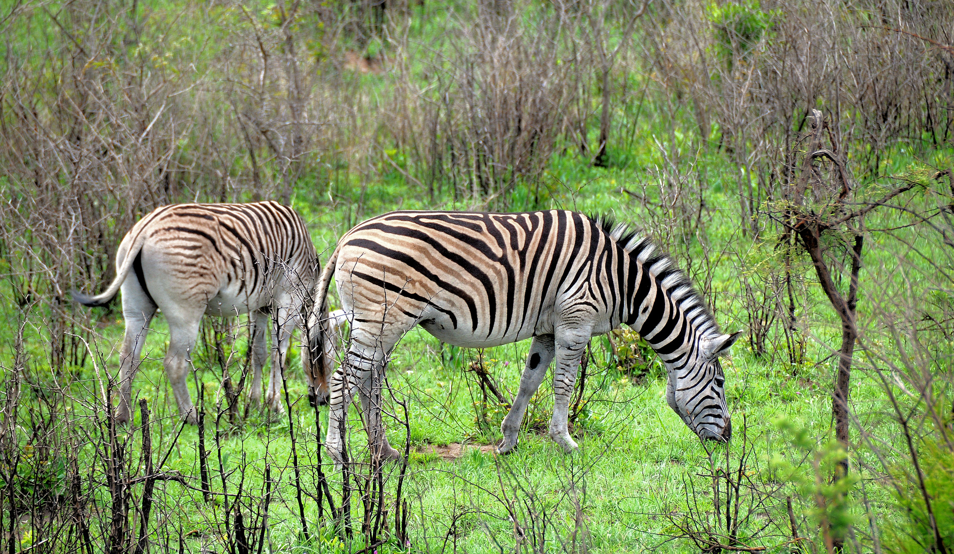 Steppenzebra Foto & Bild | africa, southern africa, south africa Bilder ...