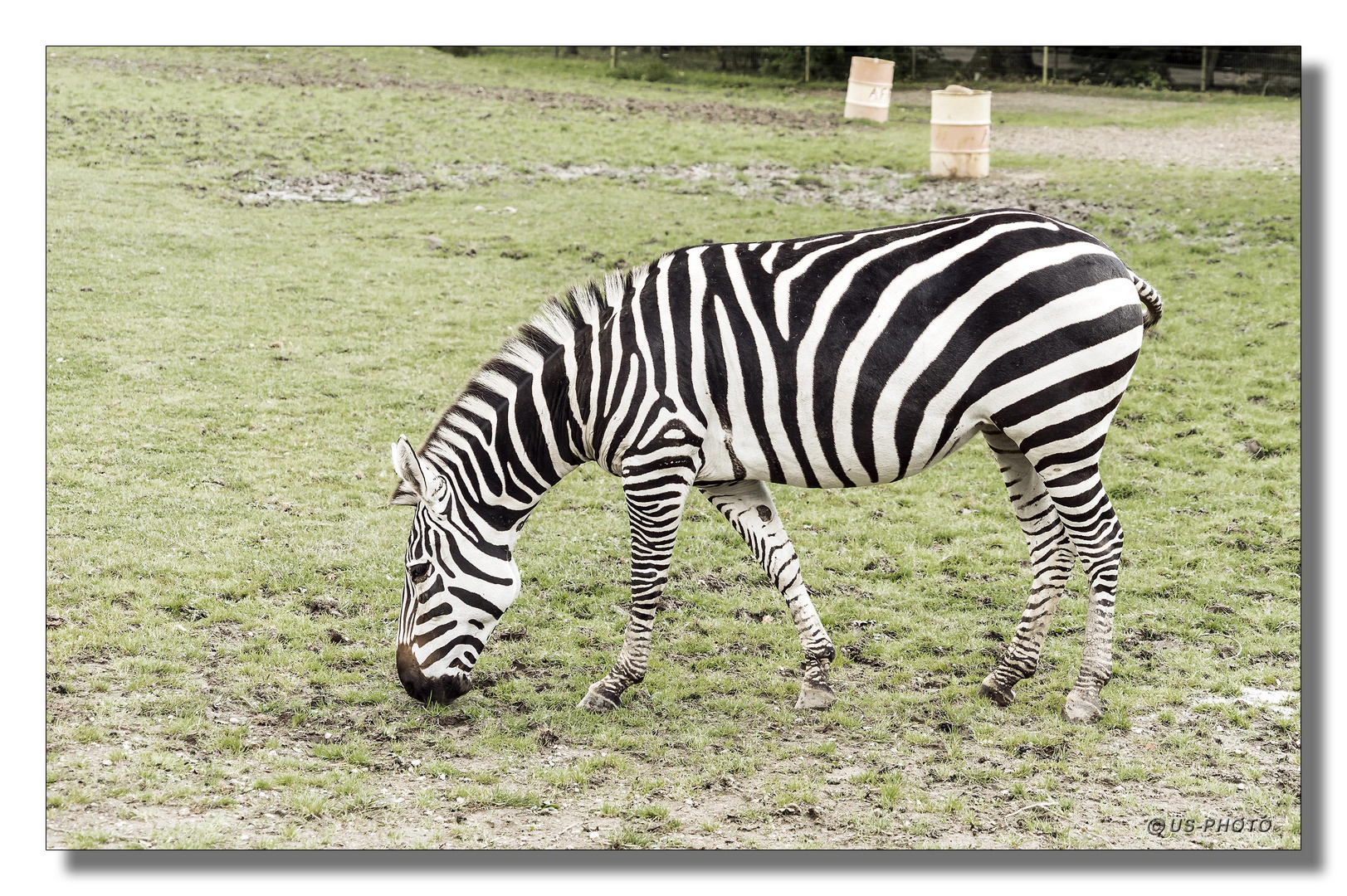 Steppenzebra Foto & Bild | tiere, zoo, wildpark & falknerei, tierpark ...