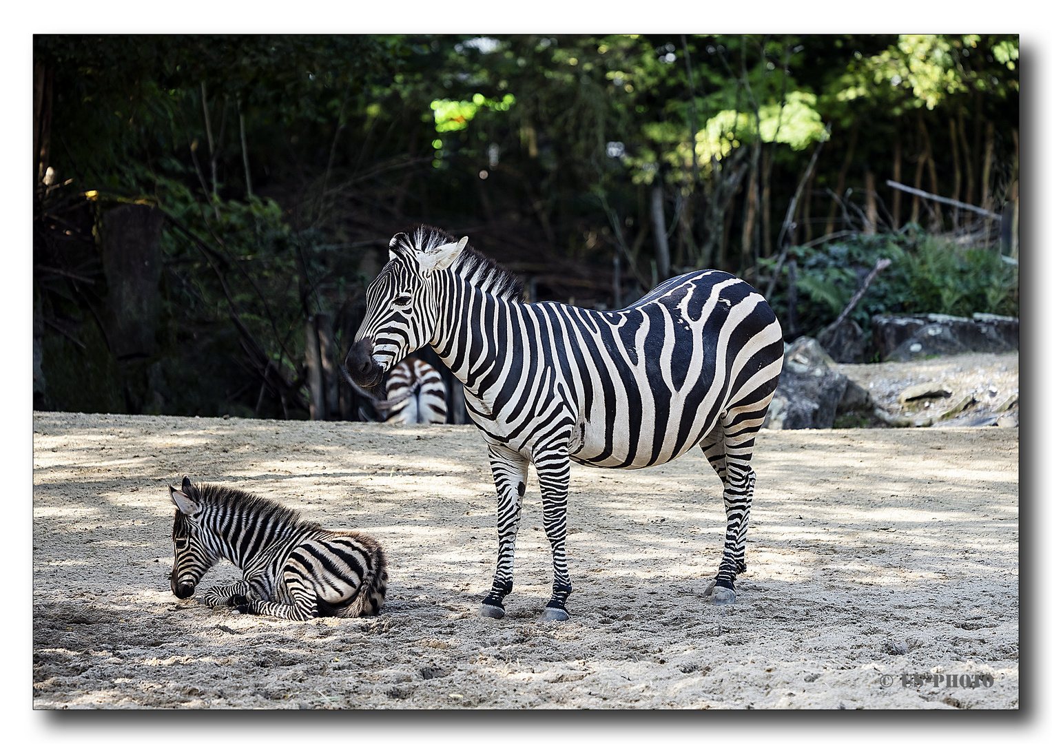 Steppenzebra mit Nachwuchs Foto & Bild | tiere, zoo, wildpark ...