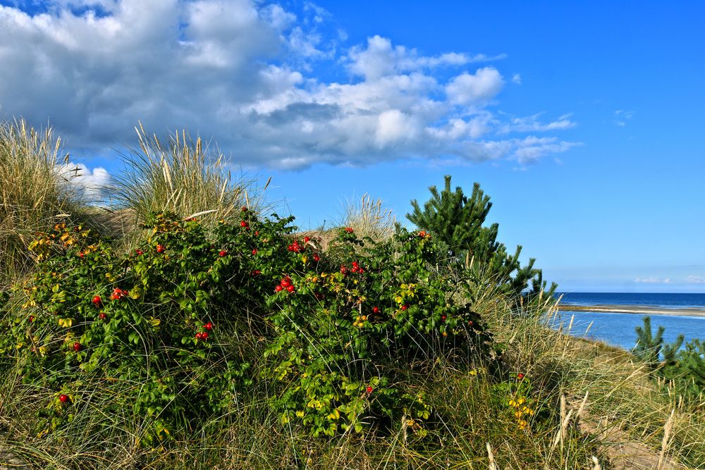Øster Hurup - Dünen bei Novolund Foto & Bild | europe, scandinavia ...
