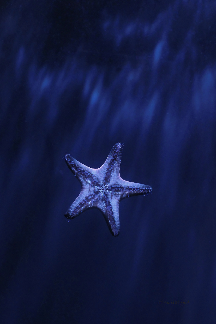 Stern Foto & Bild | wasser, blau, natur Bilder auf fotocommunity