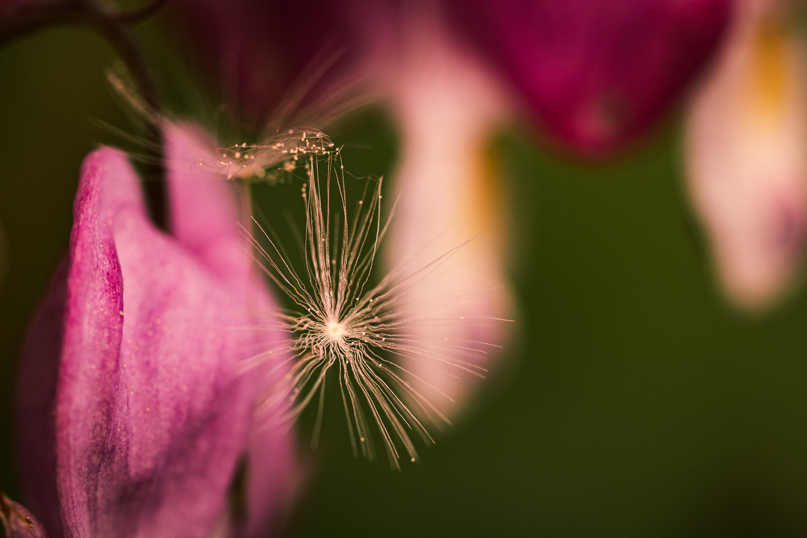 Stern Foto & Bild | pflanzen, pilze & flechten, fotos, natur Bilder auf ...