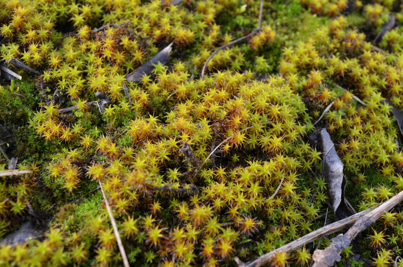 Sternmoos Foto & Bild | pflanzen, pilze & flechten, moose & farne ...