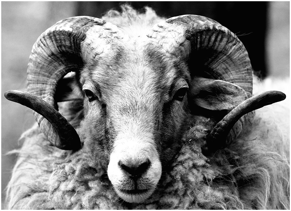 Sternzeichen Widder Foto & Bild | tiere, haustiere, nutztiere Bilder ...