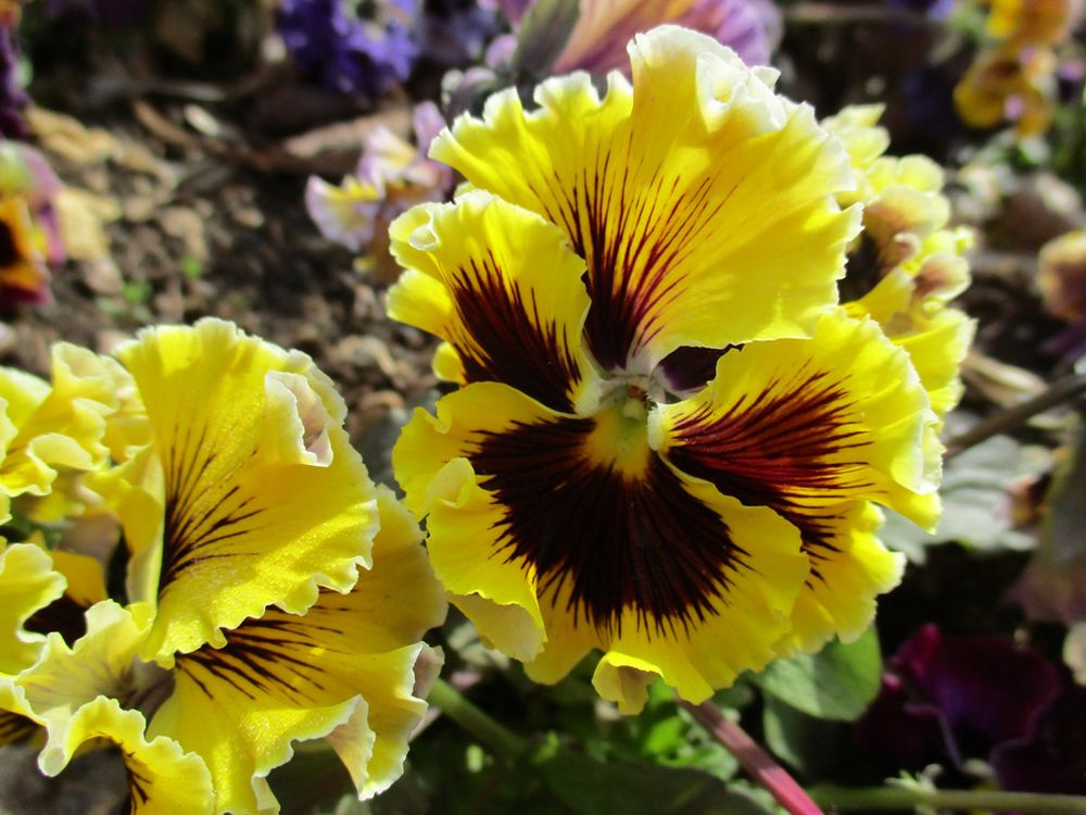 Stiefmütterchen gefällig? Foto & Bild | pflanzen, samen, natur, pflanzen Bilder auf fotocommunity