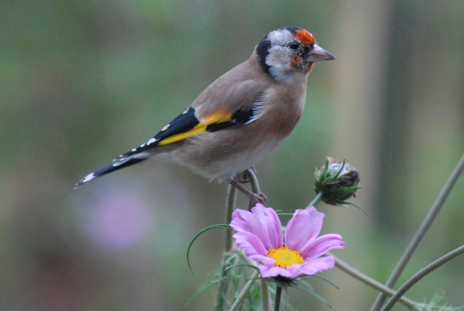 Stieglitz #2 (Distelfink) Foto & Bild | tiere, wildlife, wild lebende ...