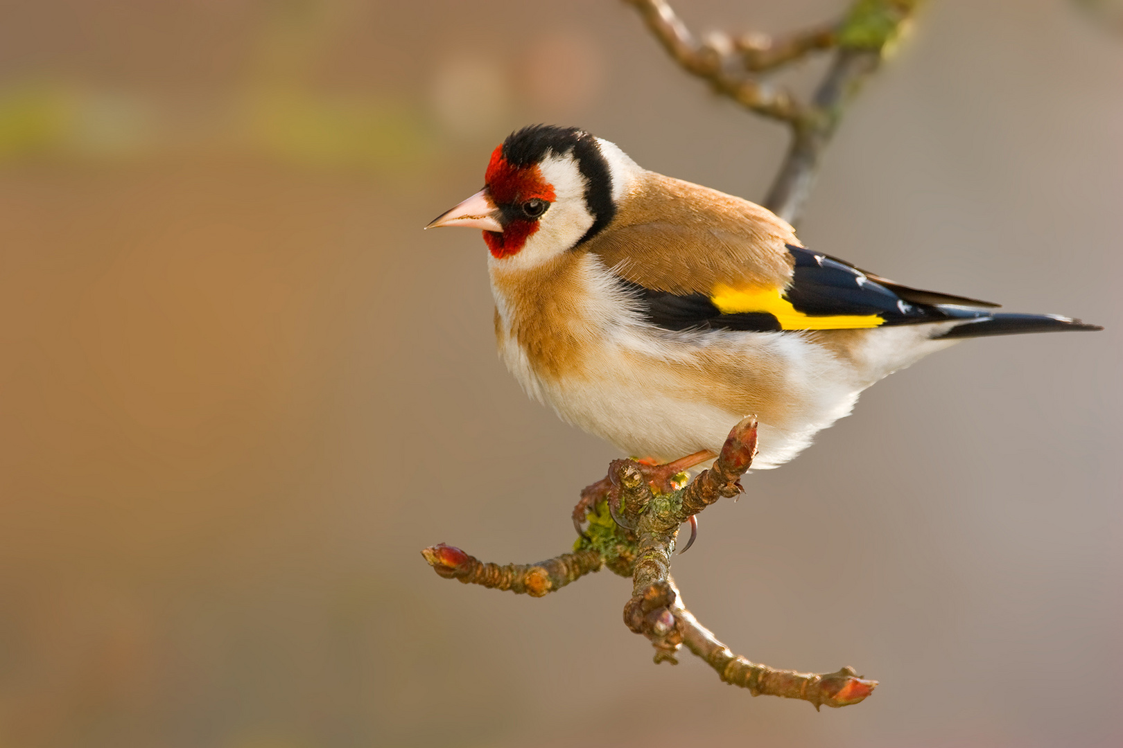 Stieglitz, auch Distelfink genannt Foto & Bild | tiere, wildlife, wild ...