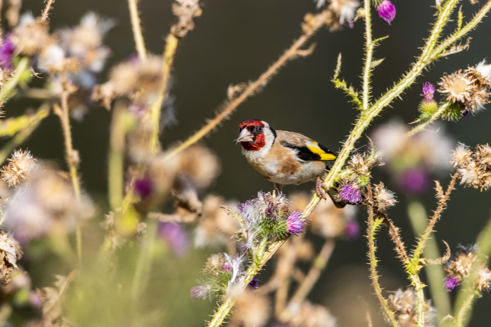 Stieglitz auch Distelfink genannt. Foto & Bild | tiere, wildlife, wild ...