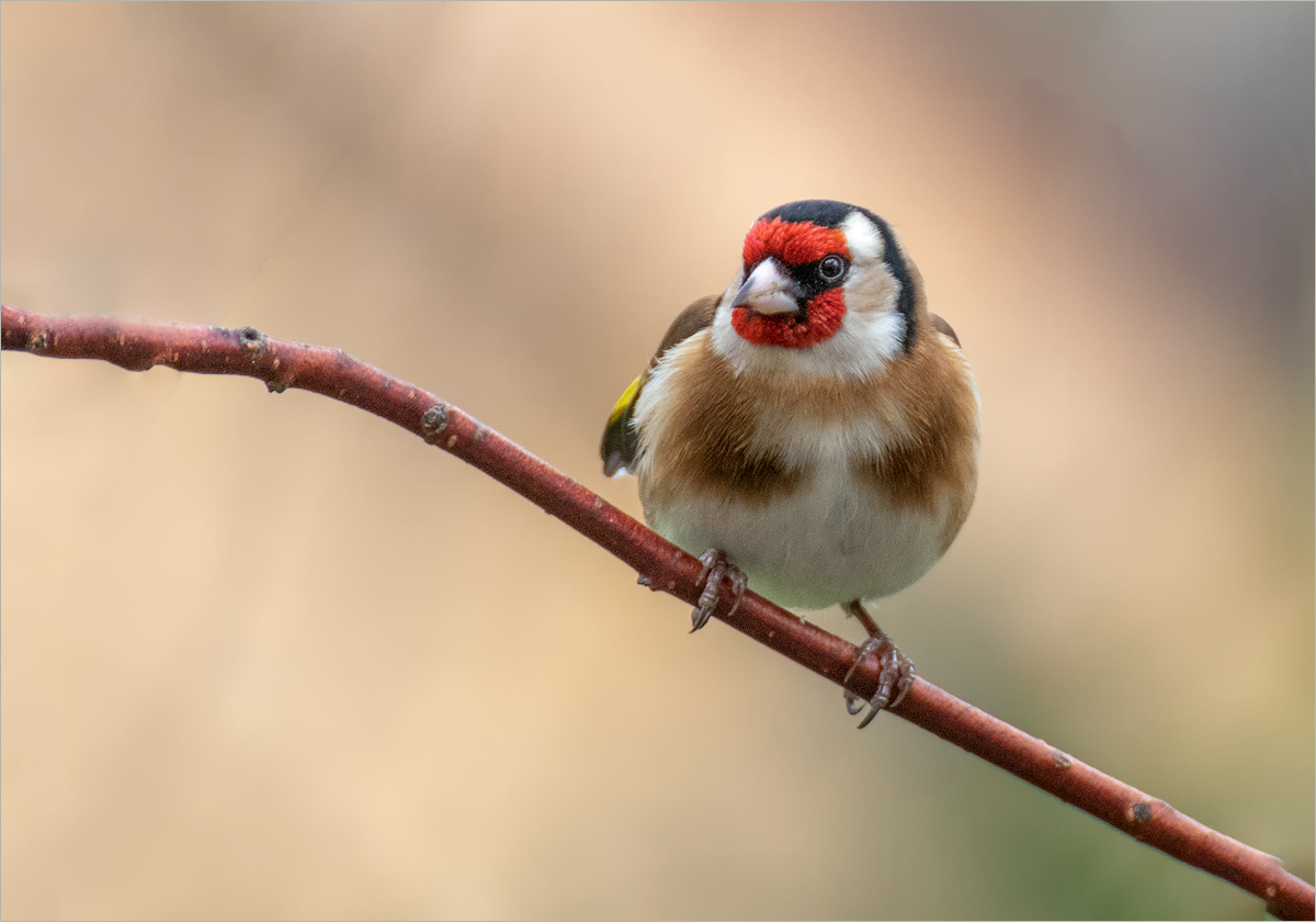 Stieglitz auch Distelfink genannt Foto & Bild | tiere, wildlife, natur ...