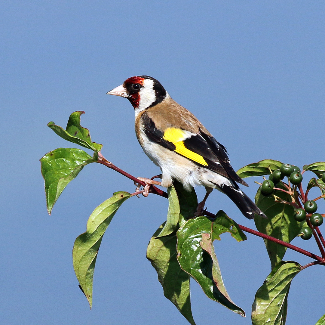 Stieglitz auch Distelfink genannt Foto & Bild | tiere, wildlife, wild ...