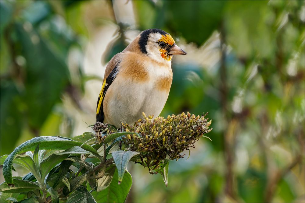 Stieglitz auf einer Buddleja-Rispe ..... Foto & Bild | tiere, wildlife ...