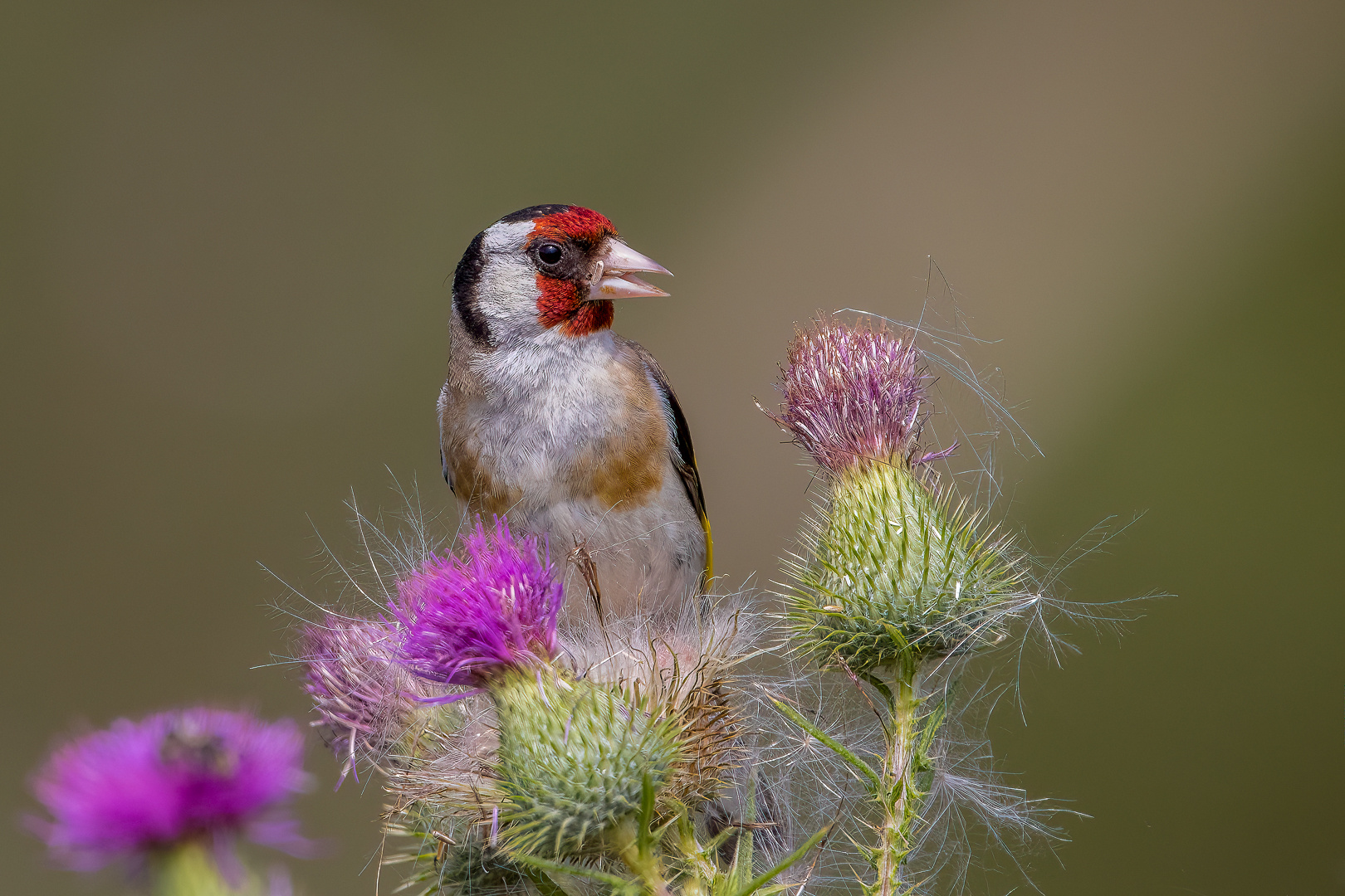 Stieglitz / Distelfink Foto & Bild | natur, vogel, bird Bilder auf ...