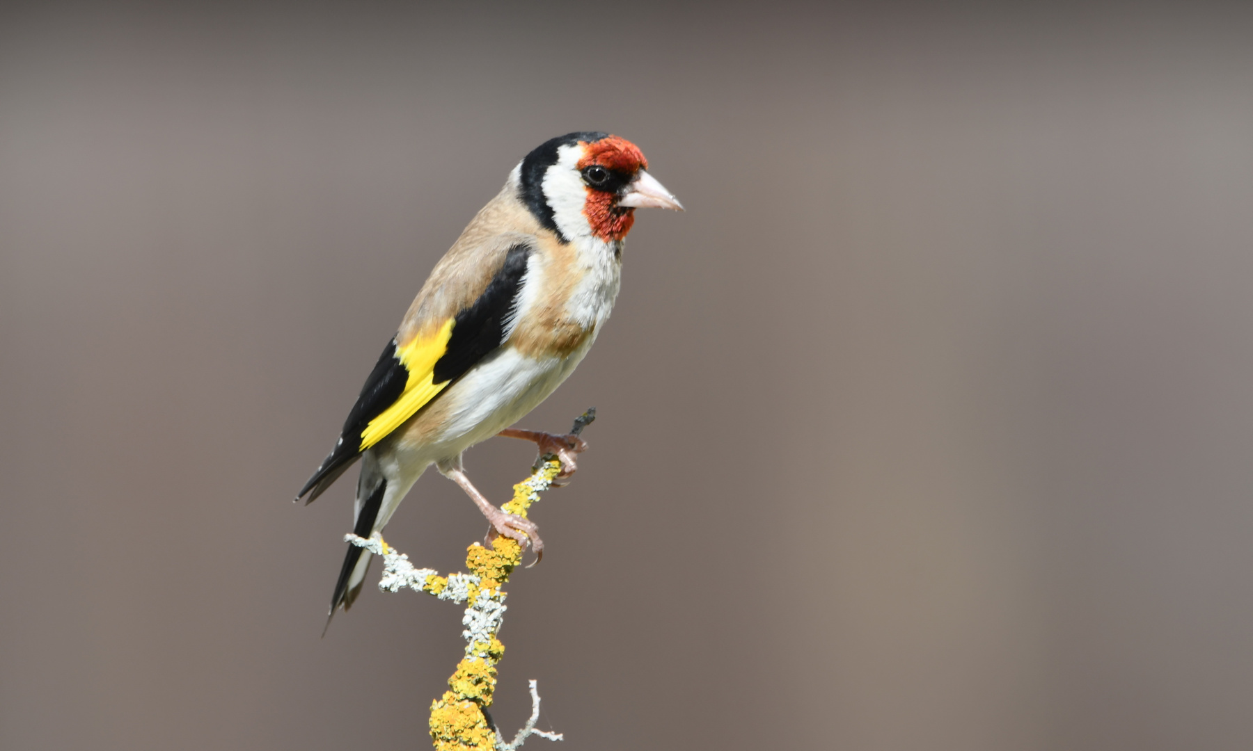 Stieglitz (Distelfink) Foto & Bild | tiere, wildlife, wild lebende ...