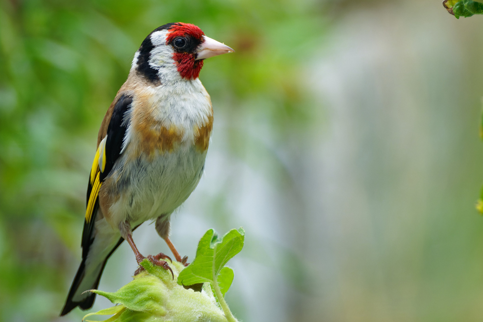 Stieglitz / Distelfink Foto & Bild | tiere, wildlife, wild lebende ...