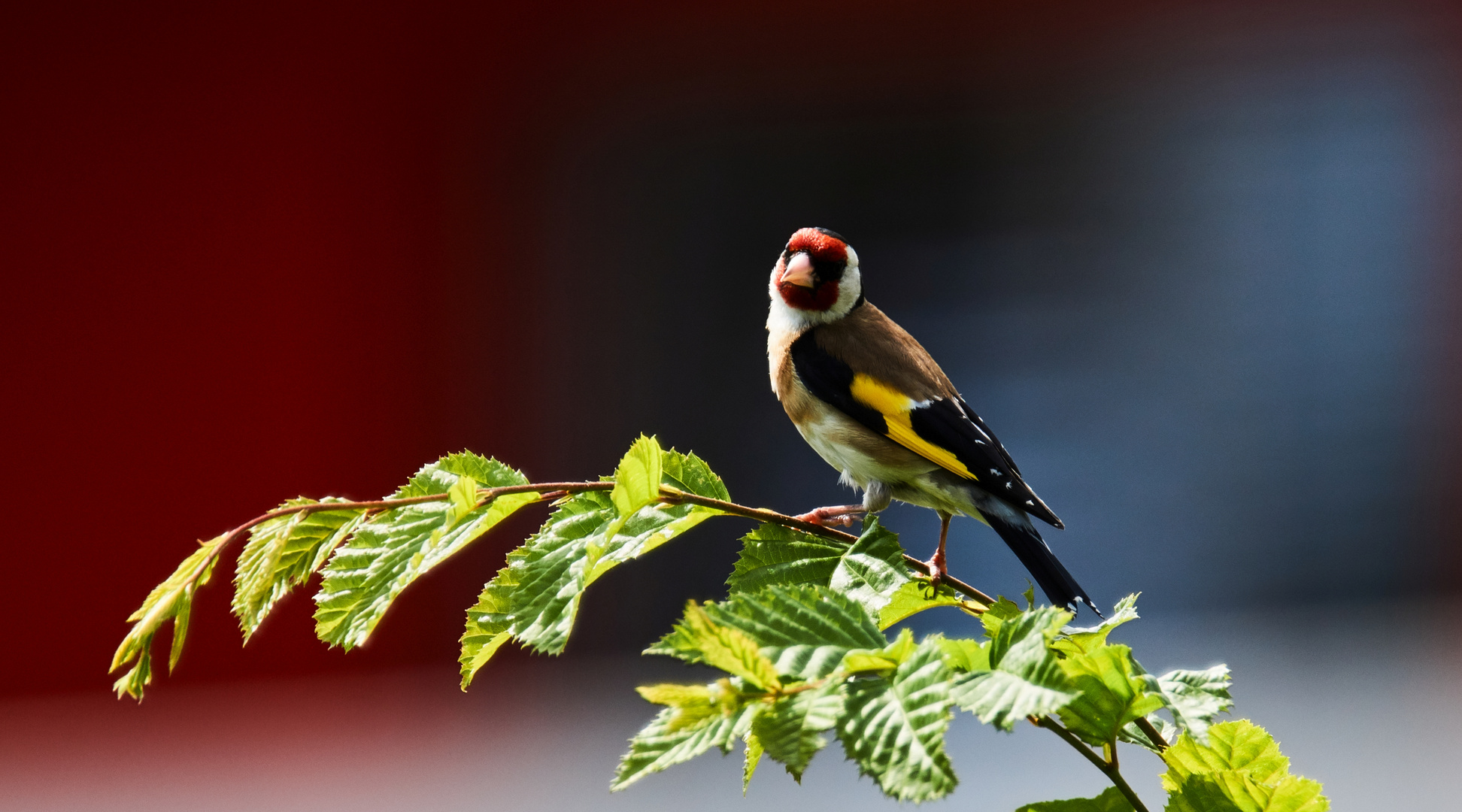 Stieglitz / Distelfink Foto & Bild | natur, tiere, vögel Bilder auf ...