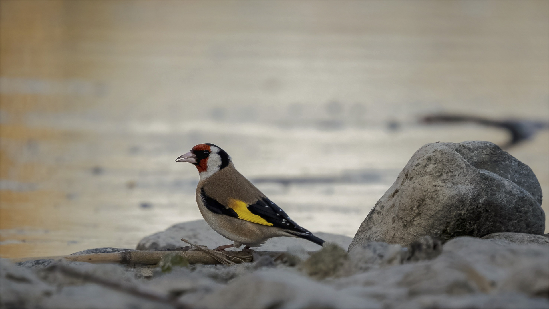 Stieglitz Distelfink Foto & Bild | tiere, wildlife, wild lebende vögel ...