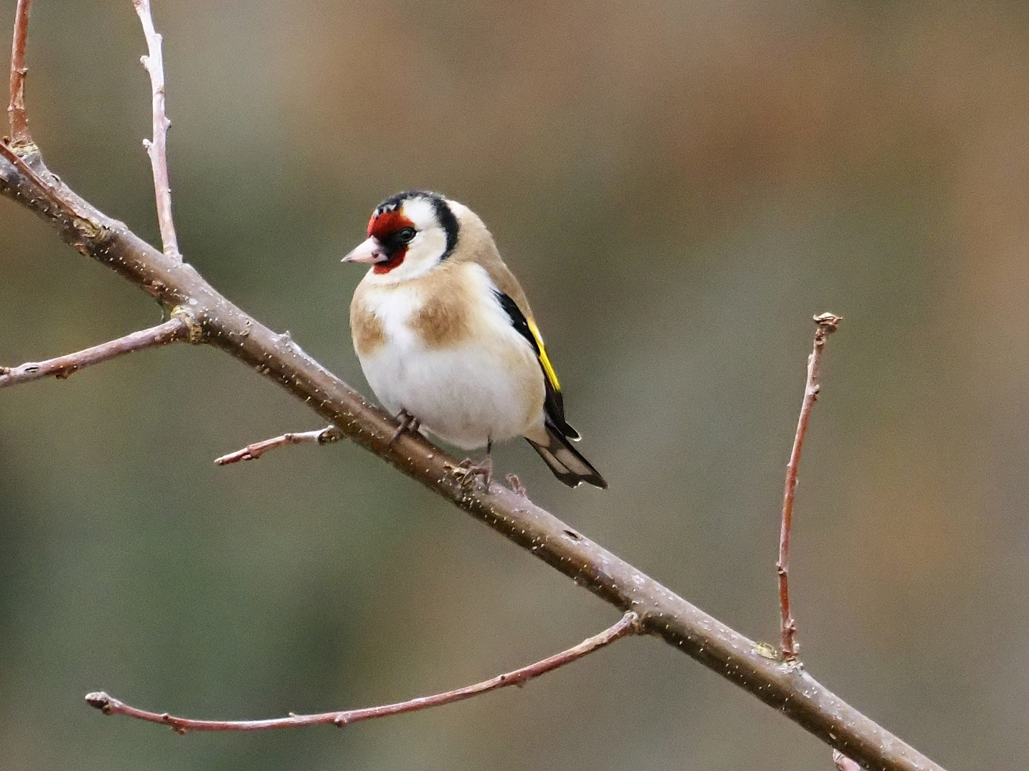 Stieglitz ( Distelfink ) Foto & Bild | Bilder auf fotocommunity