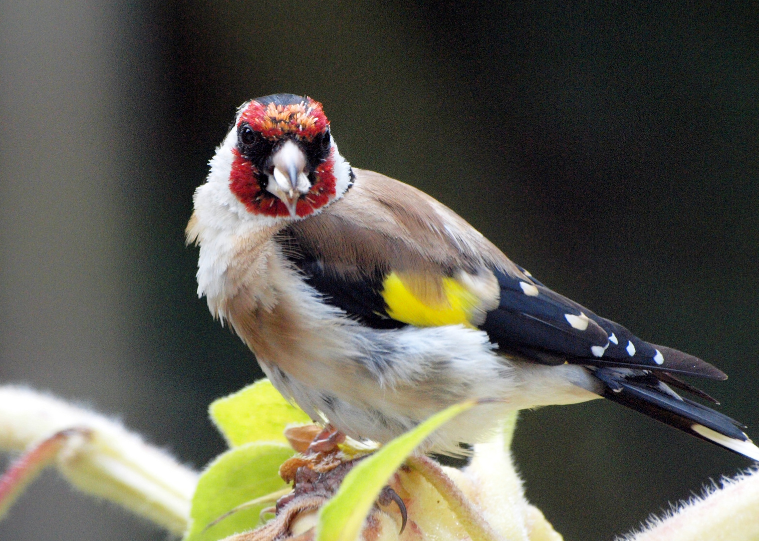 Stieglitz (Distelfink) Foto & Bild | tiere, wildlife, wild lebende ...