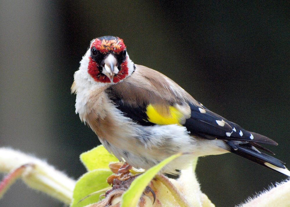 Stieglitz (Distelfink) Foto & Bild | tiere, wildlife, wild lebende ...