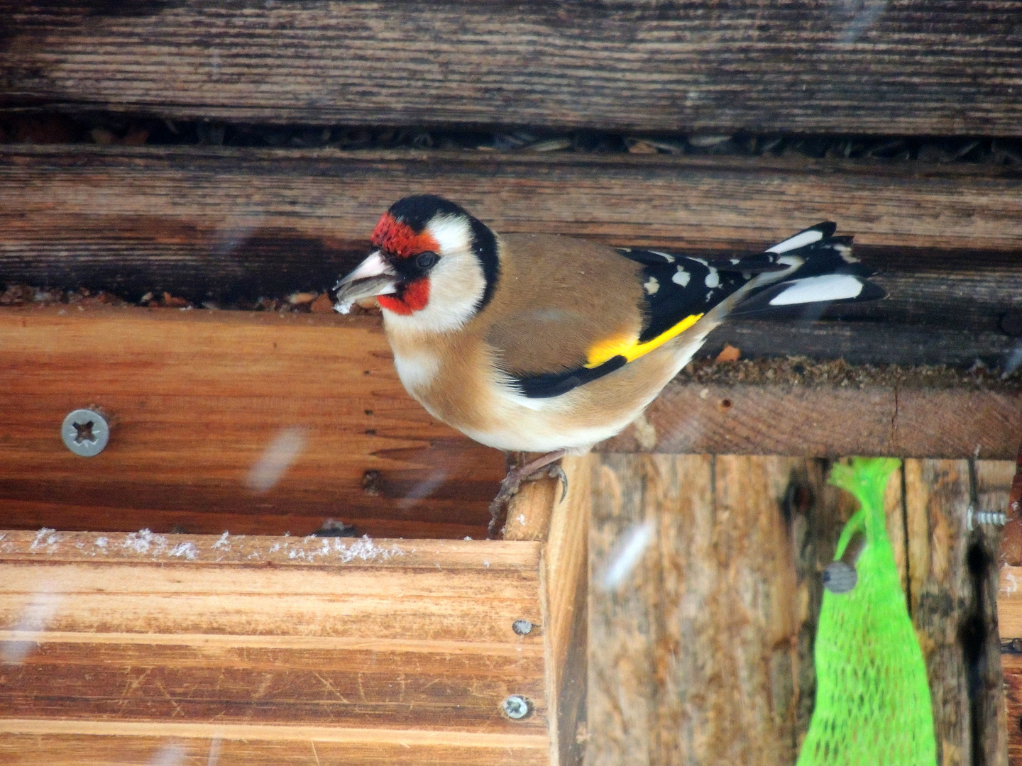 Stieglitz / Distelfink Foto & Bild | tiere, wildlife, wildlife luder ...