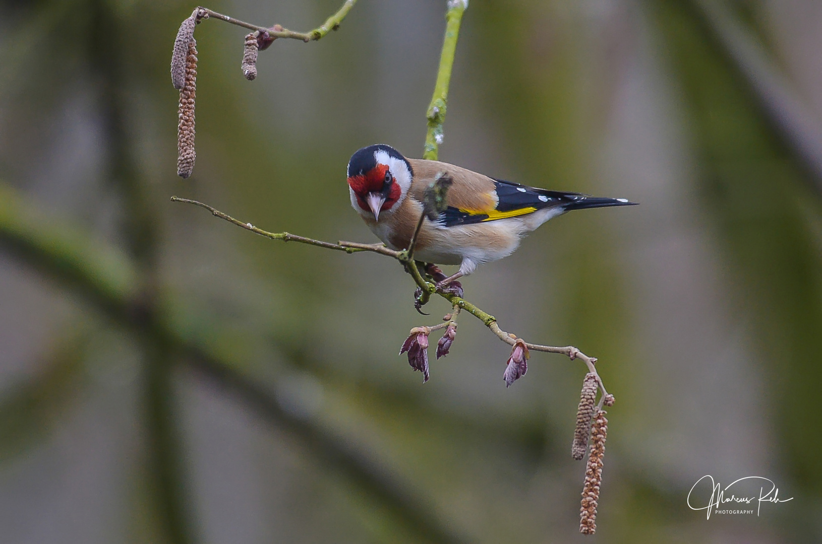 Stieglitz ( Distelfink ) Foto & Bild | tiere, wildlife, wild lebende ...