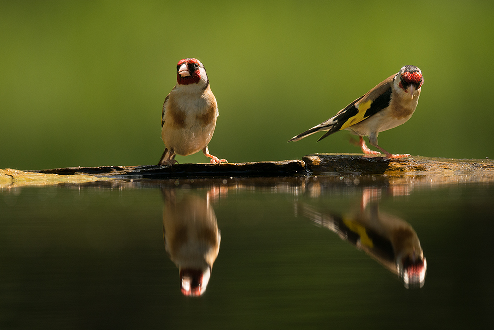 Stieglitz, Distelfink Foto & Bild | nature, natur, tiere Bilder auf ...