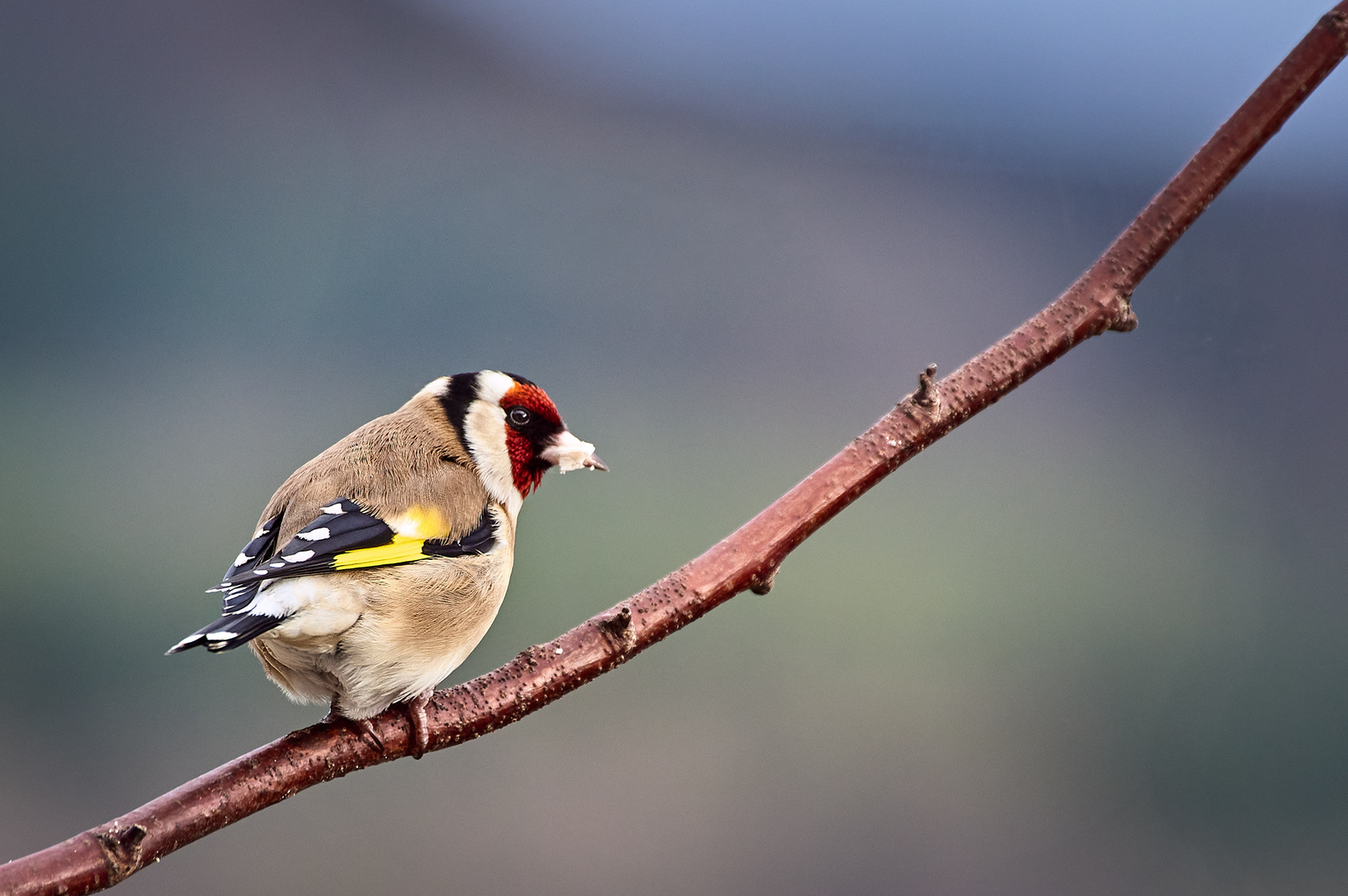 Stieglitz (Distelfink) auf einem Ast Foto & Bild | tiere, wildlife ...