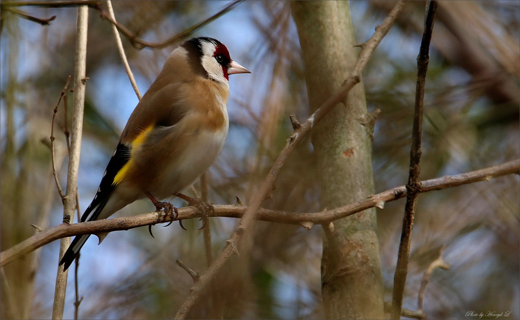 Stieglitz (Distelfink) Foto & Bild | tiere, wildlife, wild lebende ...