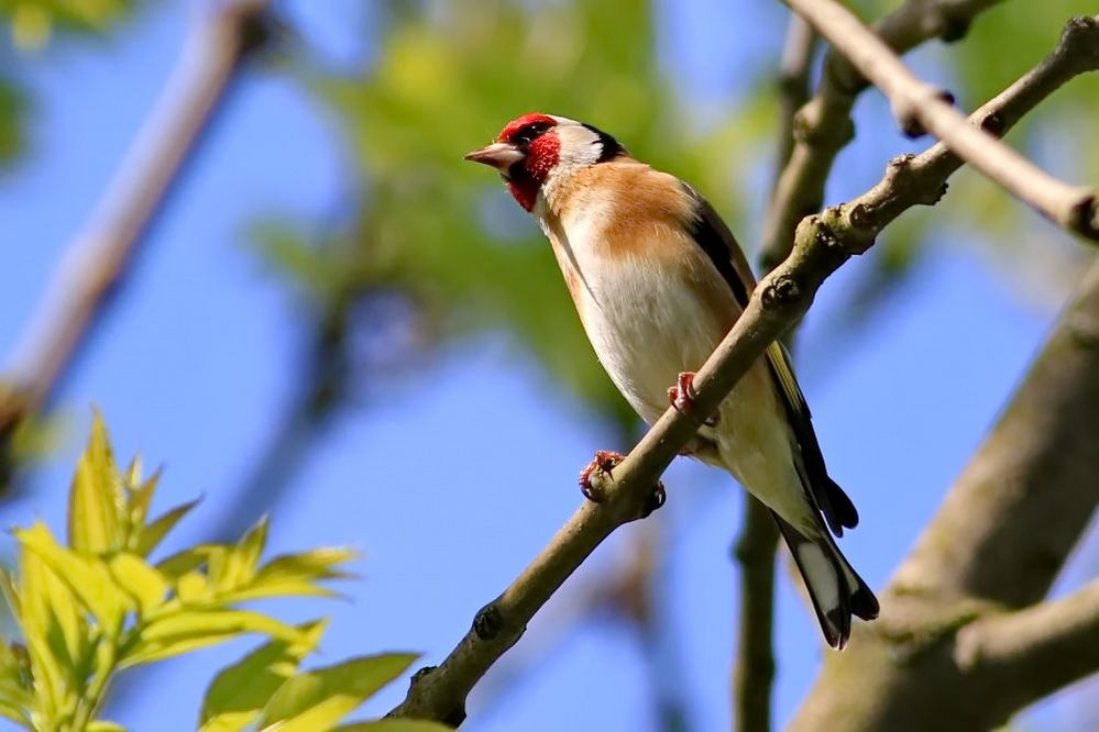 Stieglitz/ Distelfink [Carduelis carduelis] Foto & Bild | vögel, fotos ...