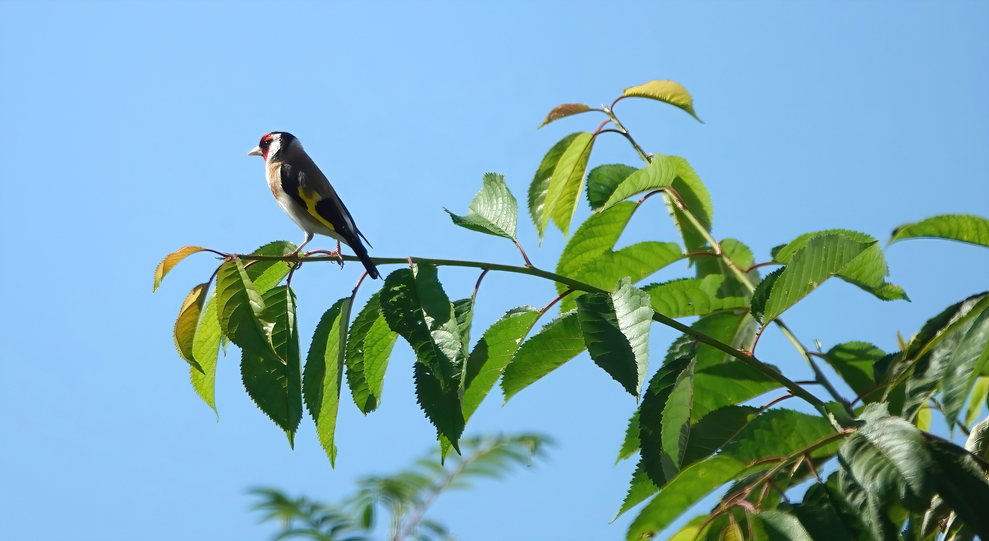 Stieglitz / Distelfink Foto & Bild | tiere, wildlife, wild lebende ...