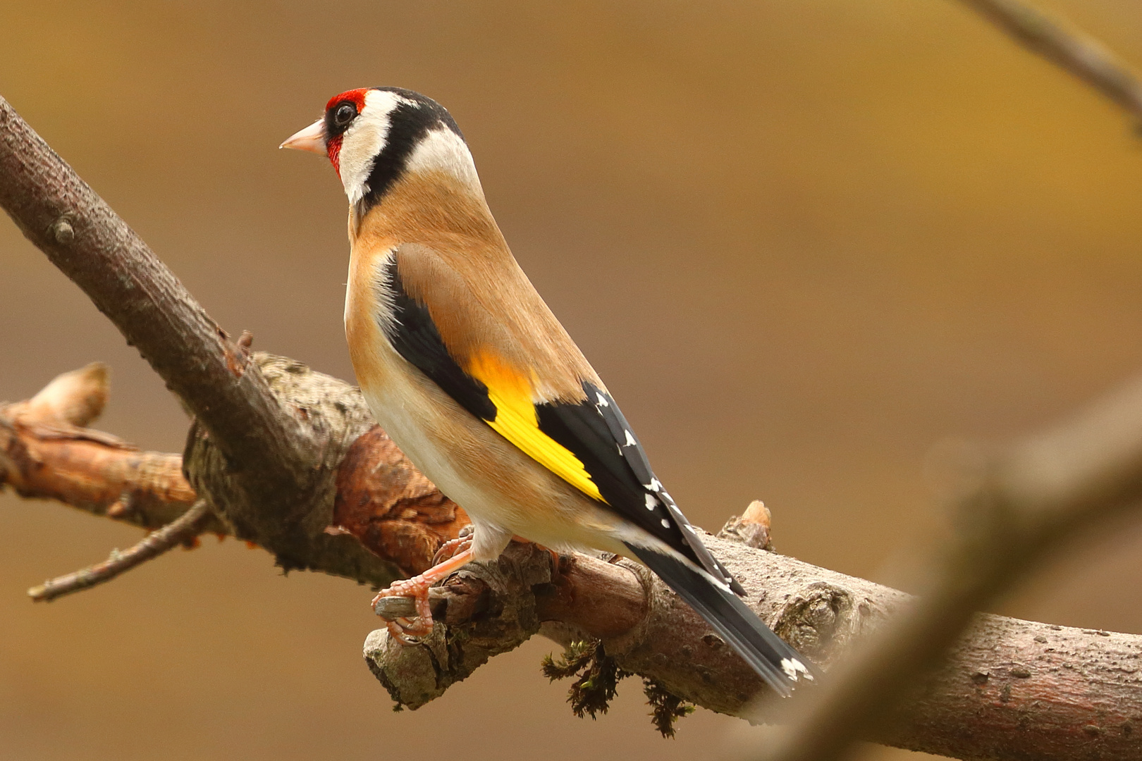 Stieglitz ( Distelfink ) Foto & Bild | tiere, wildlife, wild lebende ...