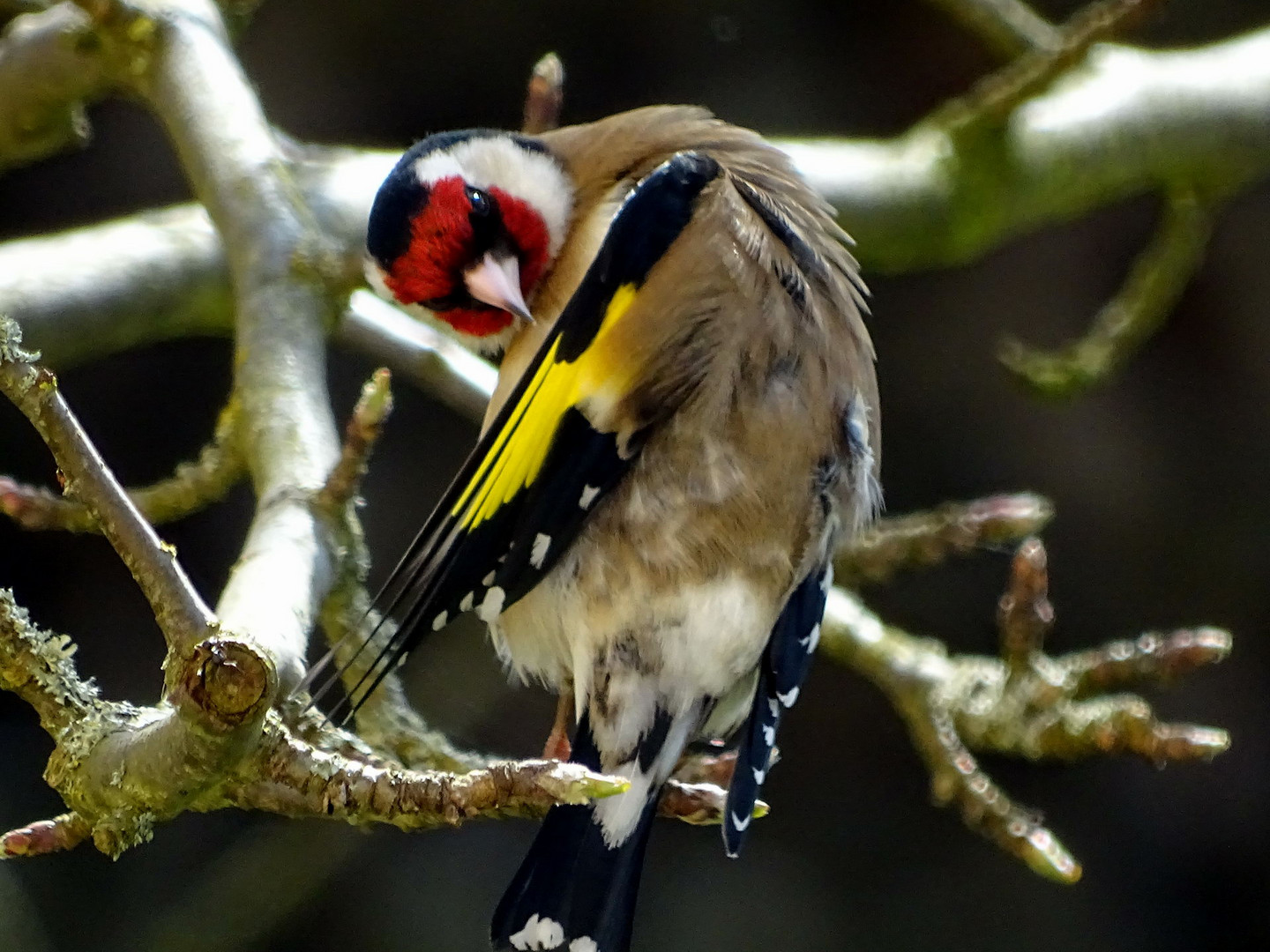 Stieglitz - Distelfink Foto & Bild | tiere, wildlife, wild lebende ...