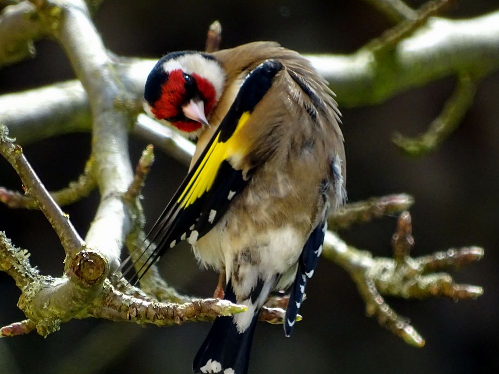 Stieglitz - Distelfink Foto & Bild | tiere, wildlife, wild lebende ...