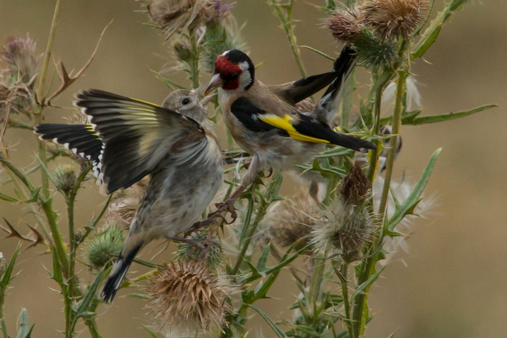 Stieglitz -Distelfink Fütterung ? Foto & Bild | tiere, wildlife, wild ...