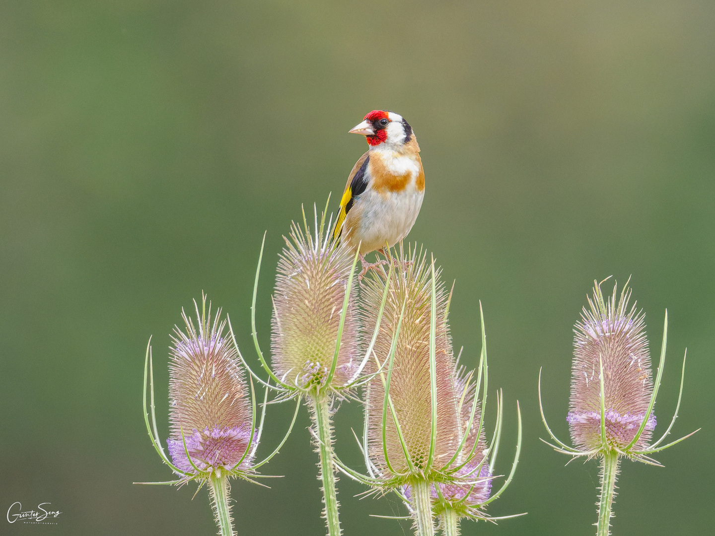 Stieglitz od. Distelfink Foto & Bild | tiere, wildlife, natur Bilder ...