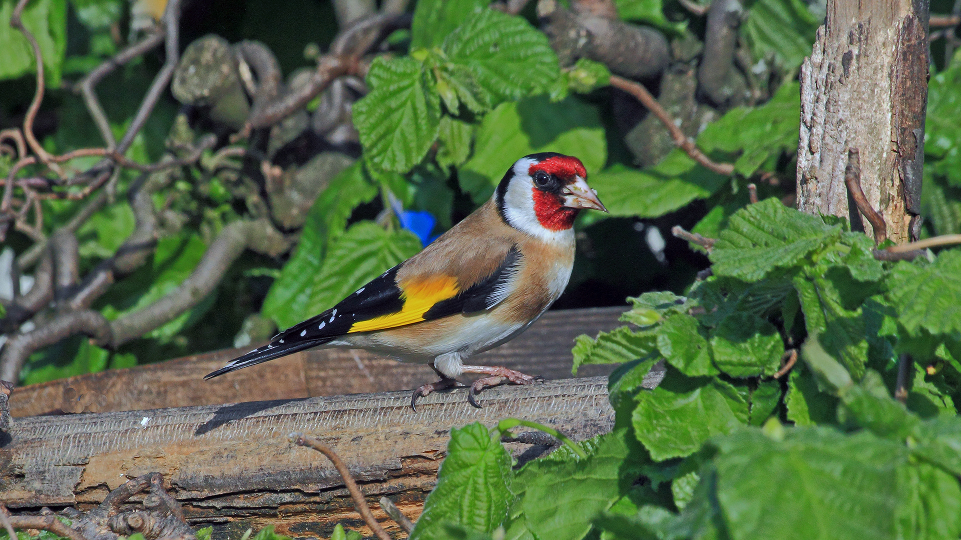 Stieglitz oder auch Distelfink die Belohnung nach dem "Wasserkraftakt ...