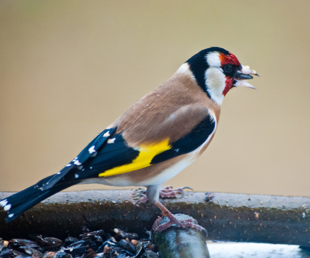 Stieglitz oder Distelfink 3 Foto & Bild | tiere, wildlife, wild lebende ...