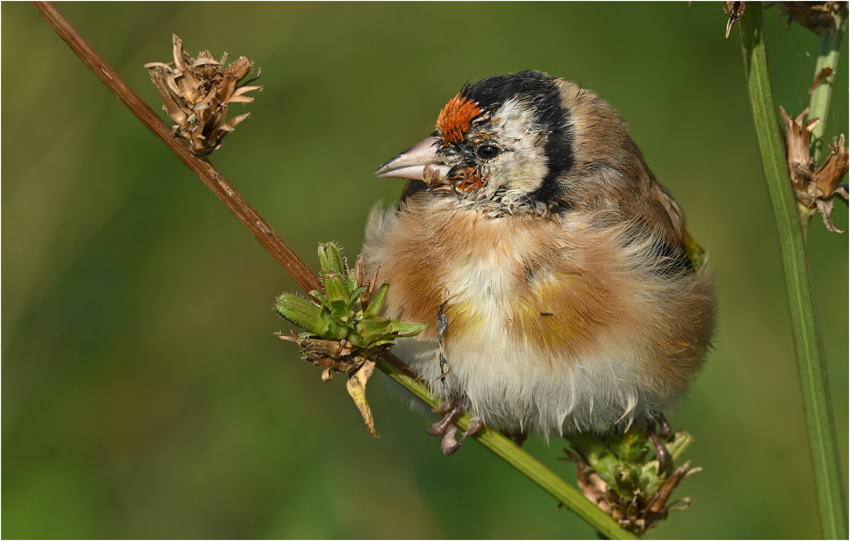 Stieglitz oder Distelfink Foto & Bild | tiere, wildlife, wild lebende ...