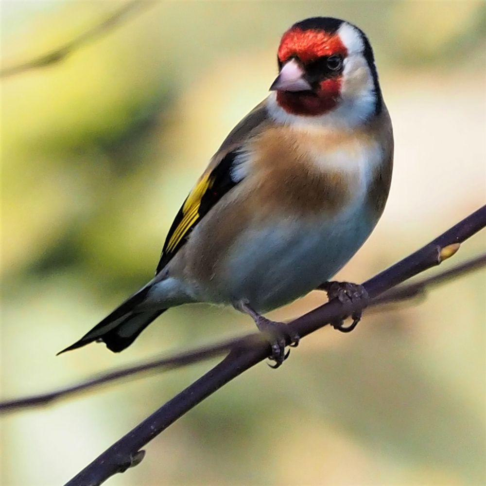 Stieglitz oder Distelfink Foto & Bild | tiere, wildlife, wild lebende ...