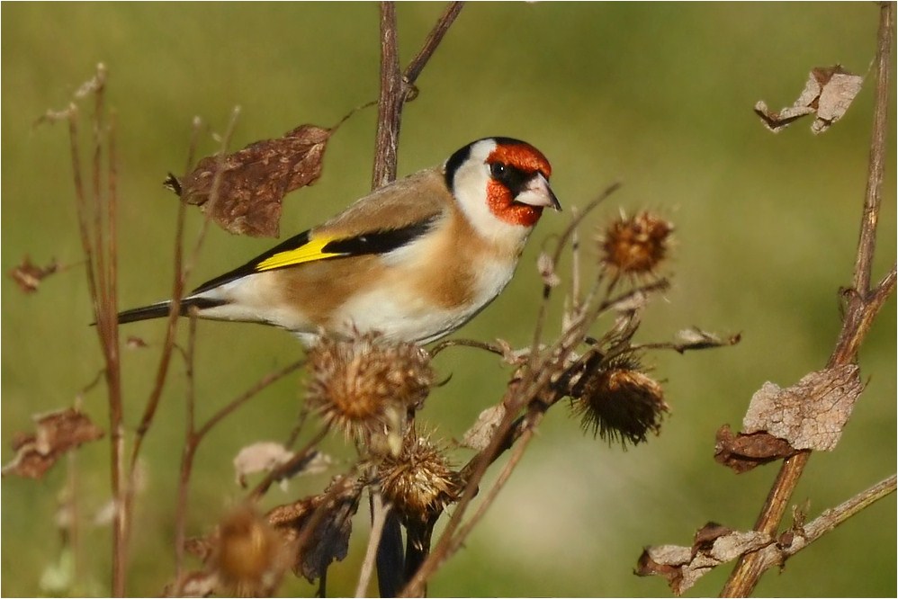 Stieglitz oder Distelfink Foto & Bild | tiere, wildlife, wild lebende ...