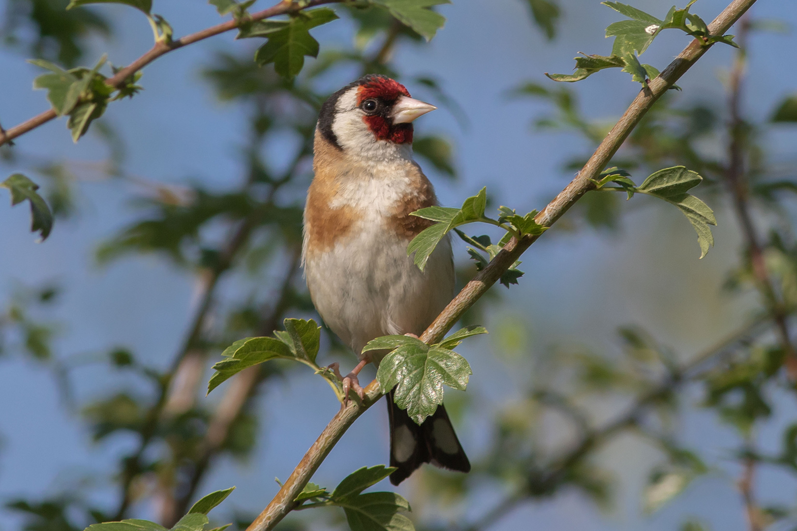 Stieglitz oder Distelfink (Carduelis carduelis) Foto & Bild | tiere ...