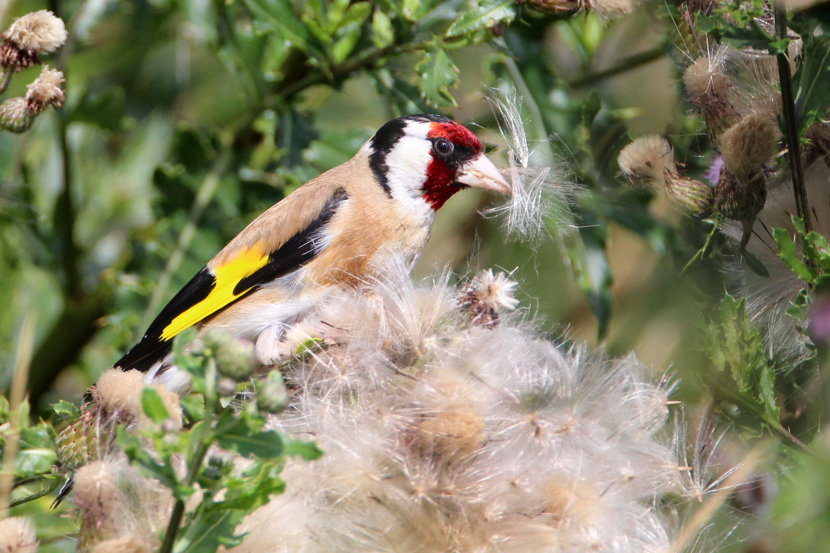 Stieglitz oder Distelfink Foto & Bild | natur, tiere, wildlife Bilder ...