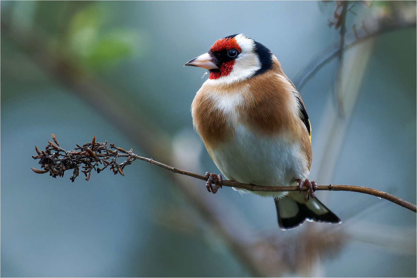Stieglitz oder Distelfink wird er genannt ..... Foto & Bild | natur ...