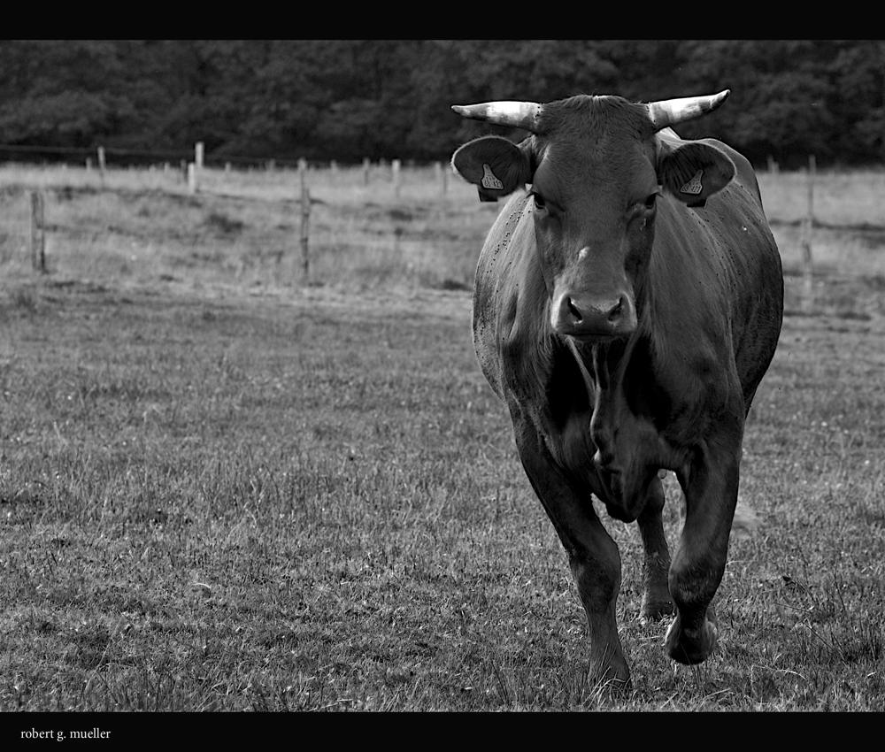 Stier Foto & Bild | deutschland, europe, nordrhein- westfalen Bilder ...