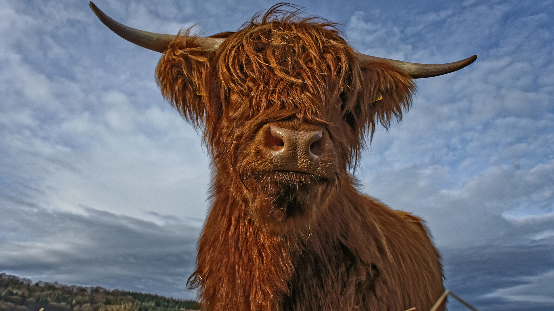 Stier Foto & Bild | tiere, wildlife, säugetiere Bilder auf fotocommunity