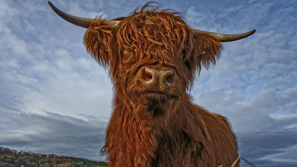 Stier Foto & Bild | tiere, wildlife, säugetiere Bilder auf fotocommunity