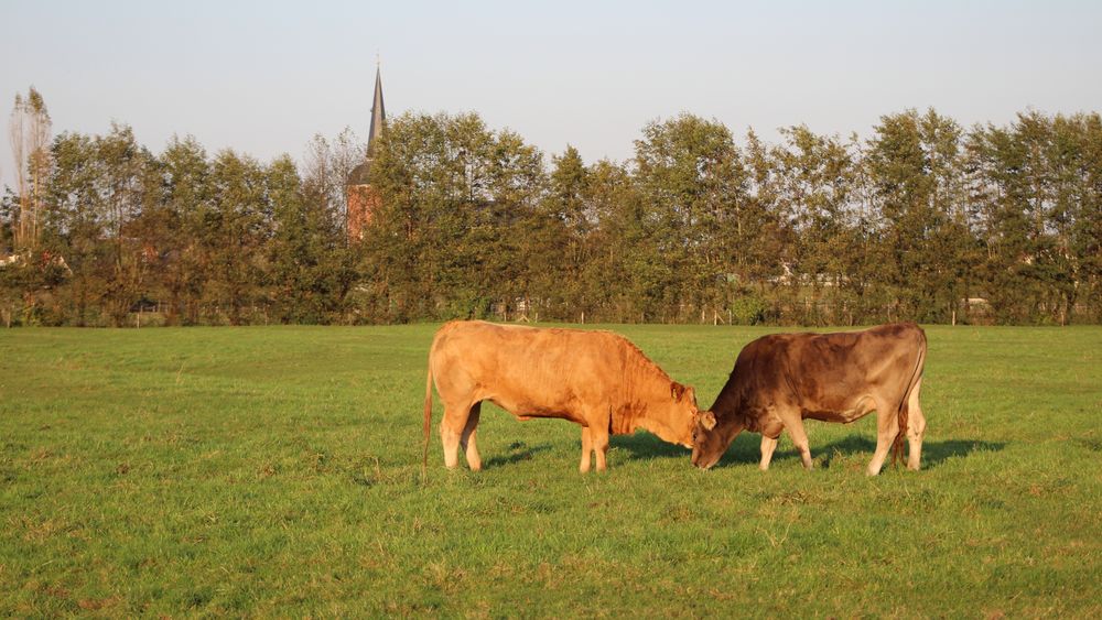 Stier und Kuh ... Foto & Bild | world, dokumentation, outdoor Bilder ...