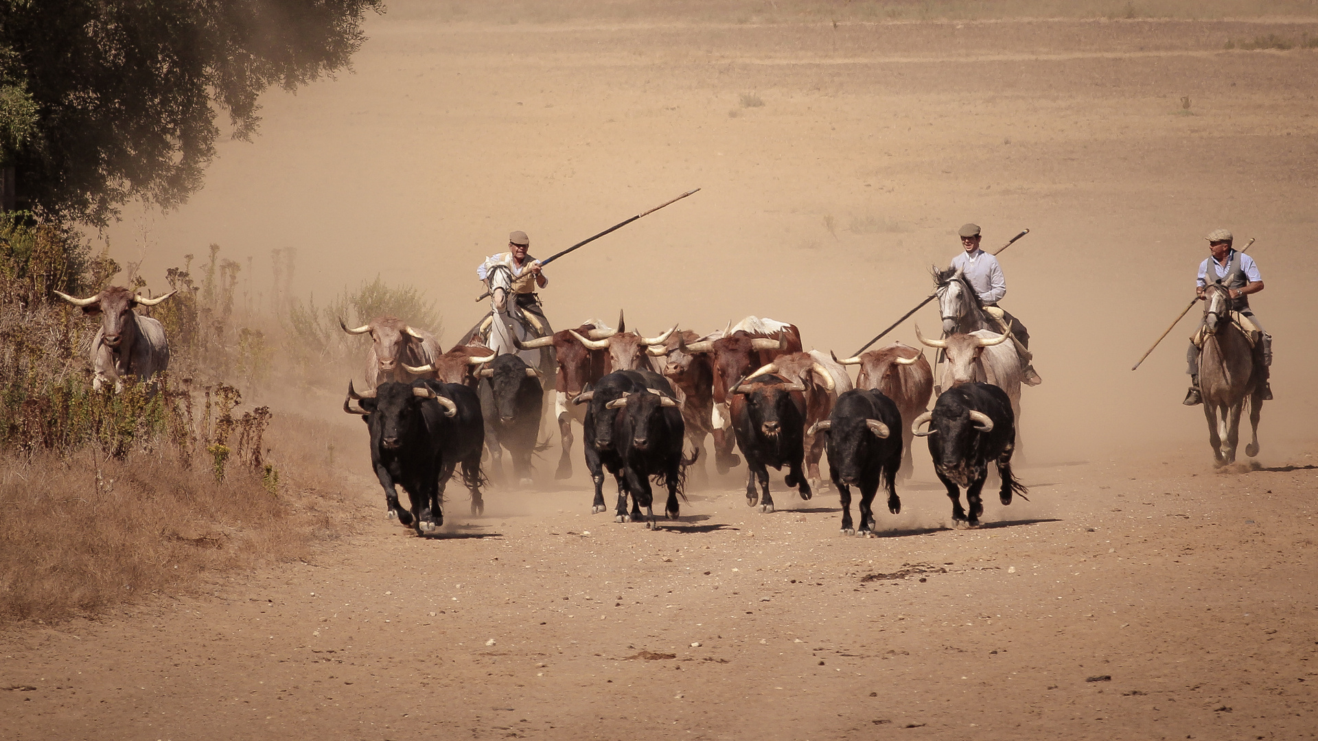 Stiere Foto & Bild | outdoor, natur, pferde Bilder auf fotocommunity