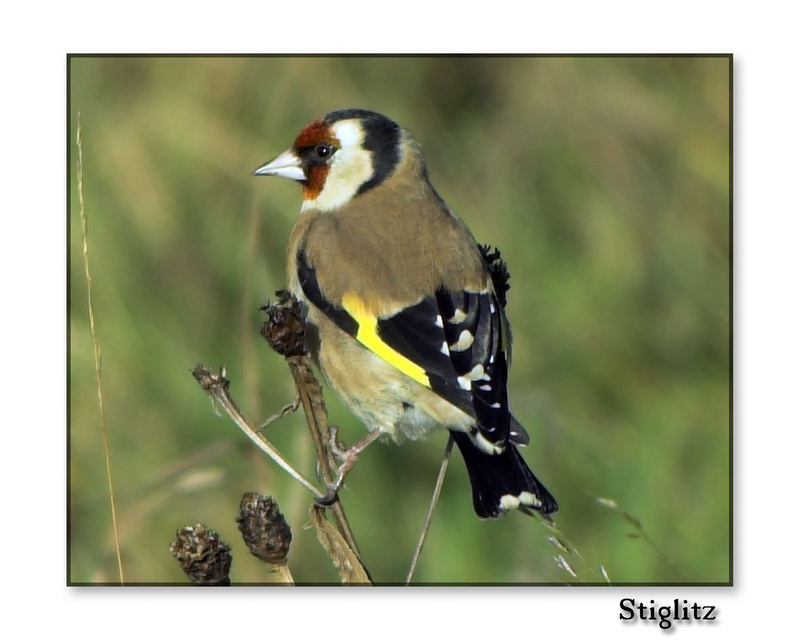 Stiglitz Foto & Bild | tiere, wildlife, wild lebende vögel Bilder auf ...